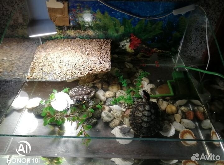 Черепахи с черепашником