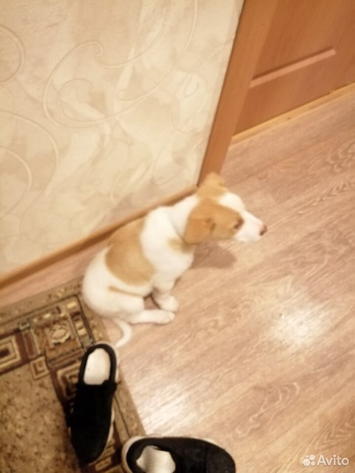 Щенок
