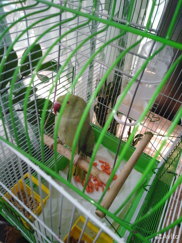 Попугай ожереловый мальчик