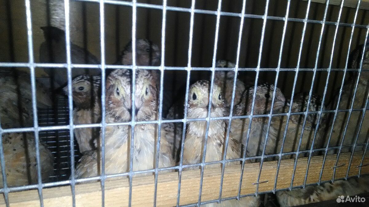 Перепел маньчжурский