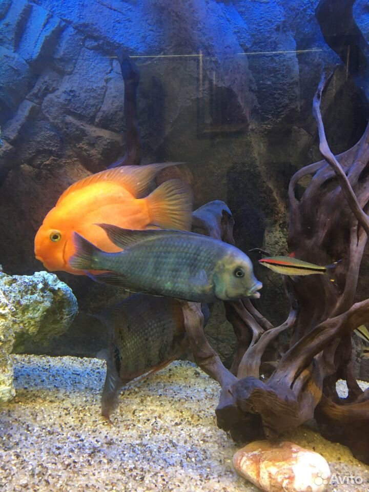 Рыбка дельфин