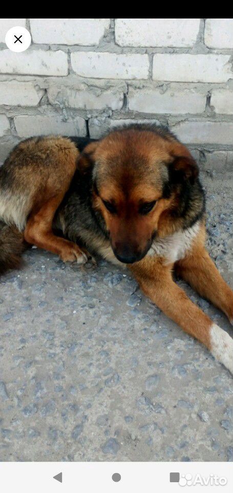 Отдам щенков (сторожевые) вырастут выше среднего