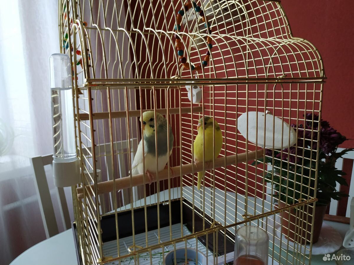 Выставочный чех попугай