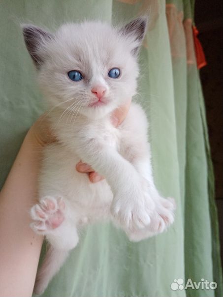 Чудо детишечки рэгдоллчики