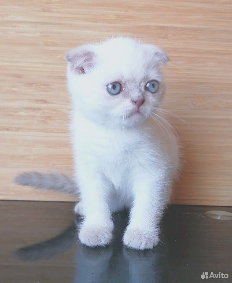 Няшный мальчик фолд