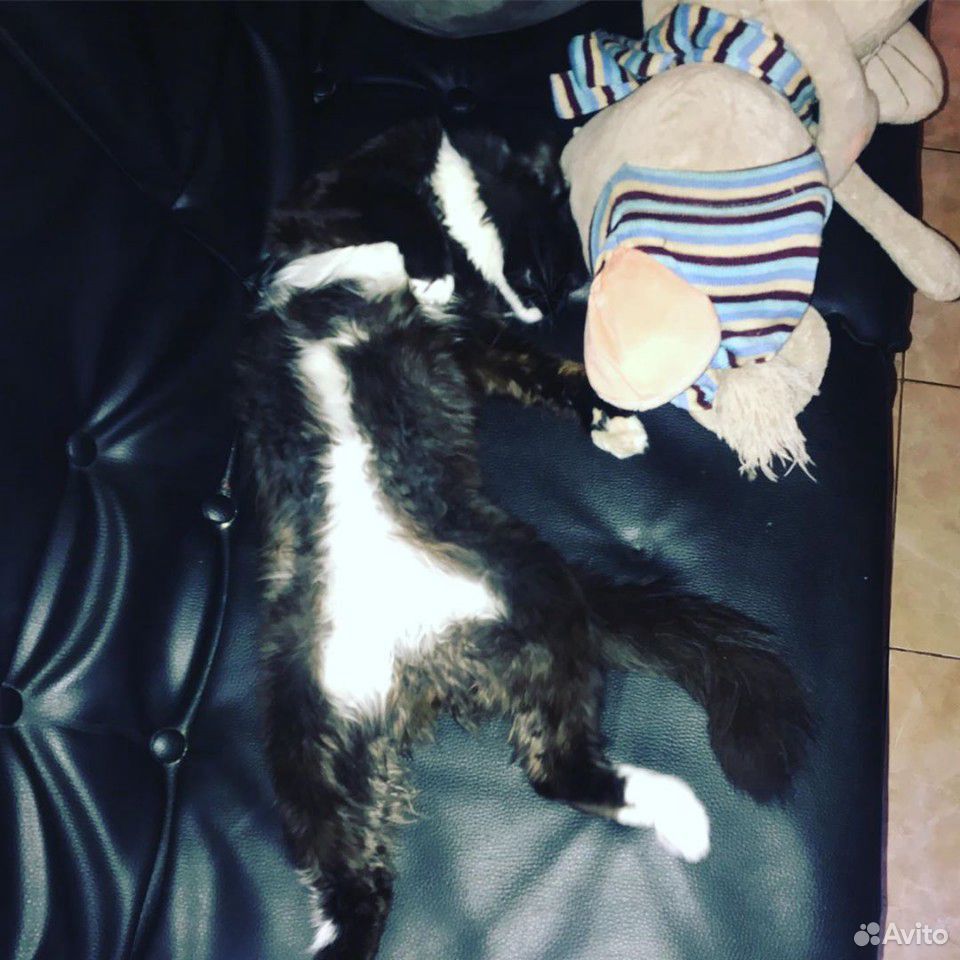 Отдам кота в добрые руки