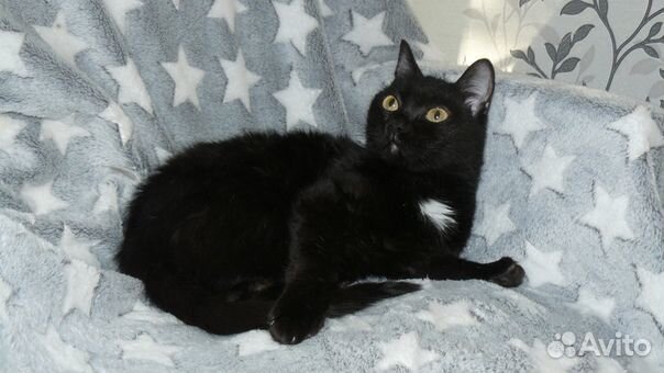 Кошка Черничка