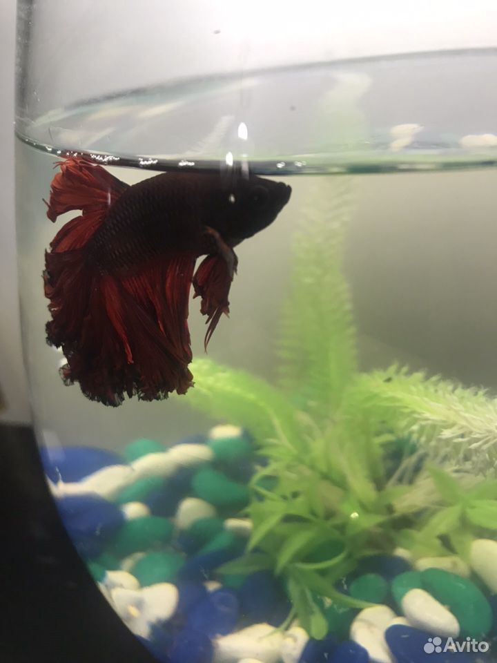 Отдам Рыбку Петушка