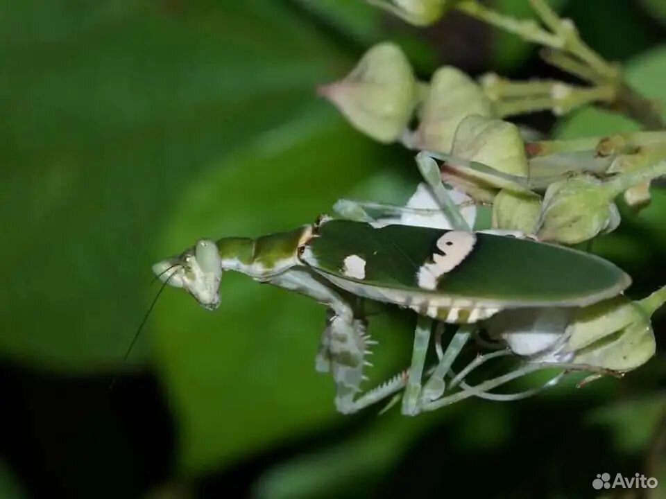Цветочный богомол