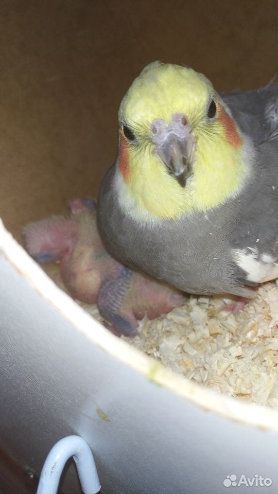 Обменяю птенца кореллы