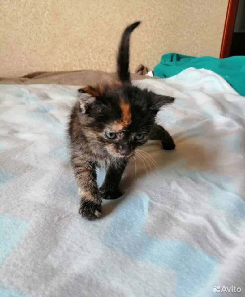 Котенок в добрые руки