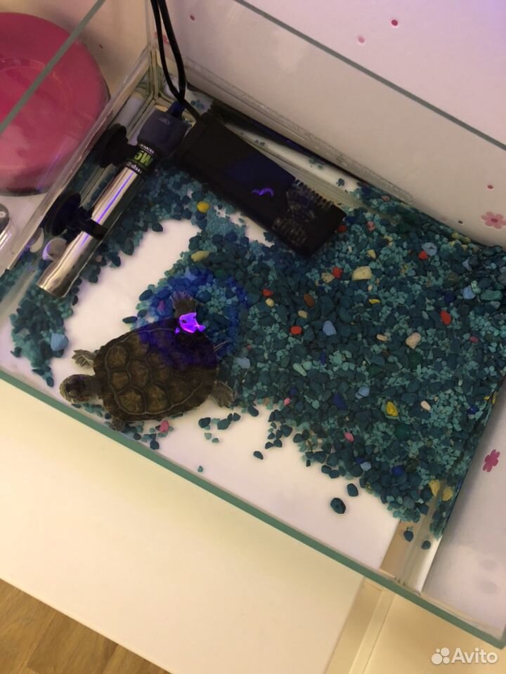 Красноухая черепашка