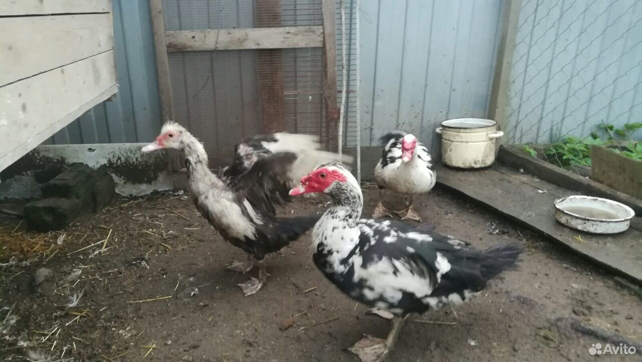 Продам селезня мускусной утки