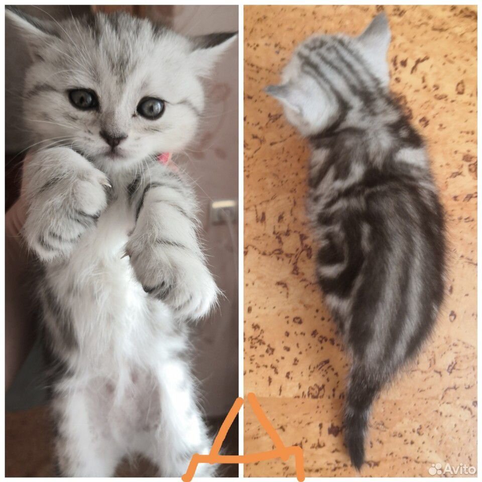 Котята