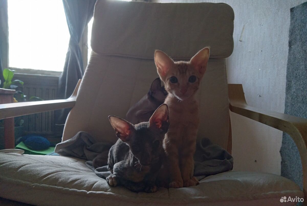 Котята петерболды
