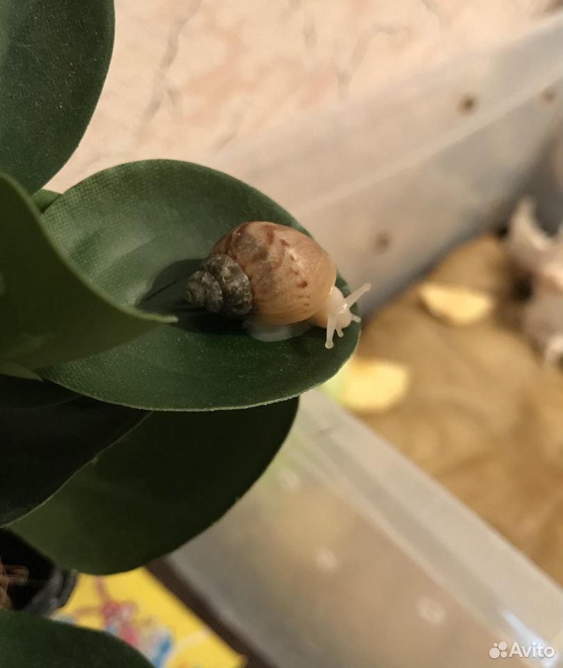 Отдам улиток ахитин в добрые руки