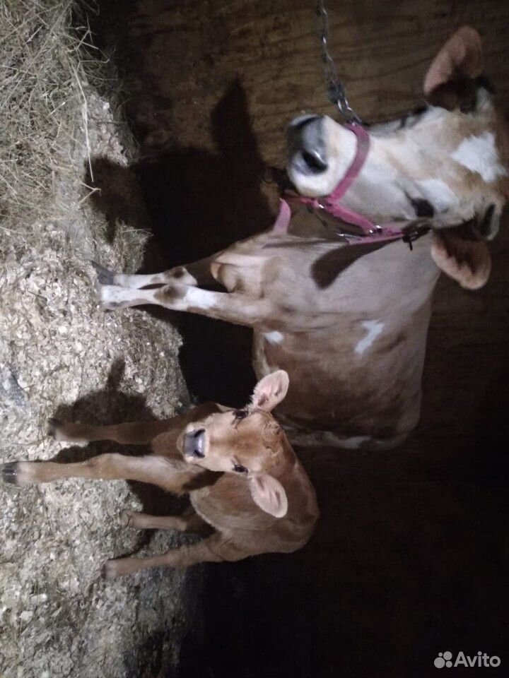 Корова джерсейская