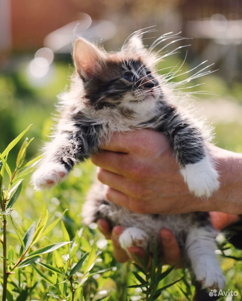 Нежный котёнок ждёт вас