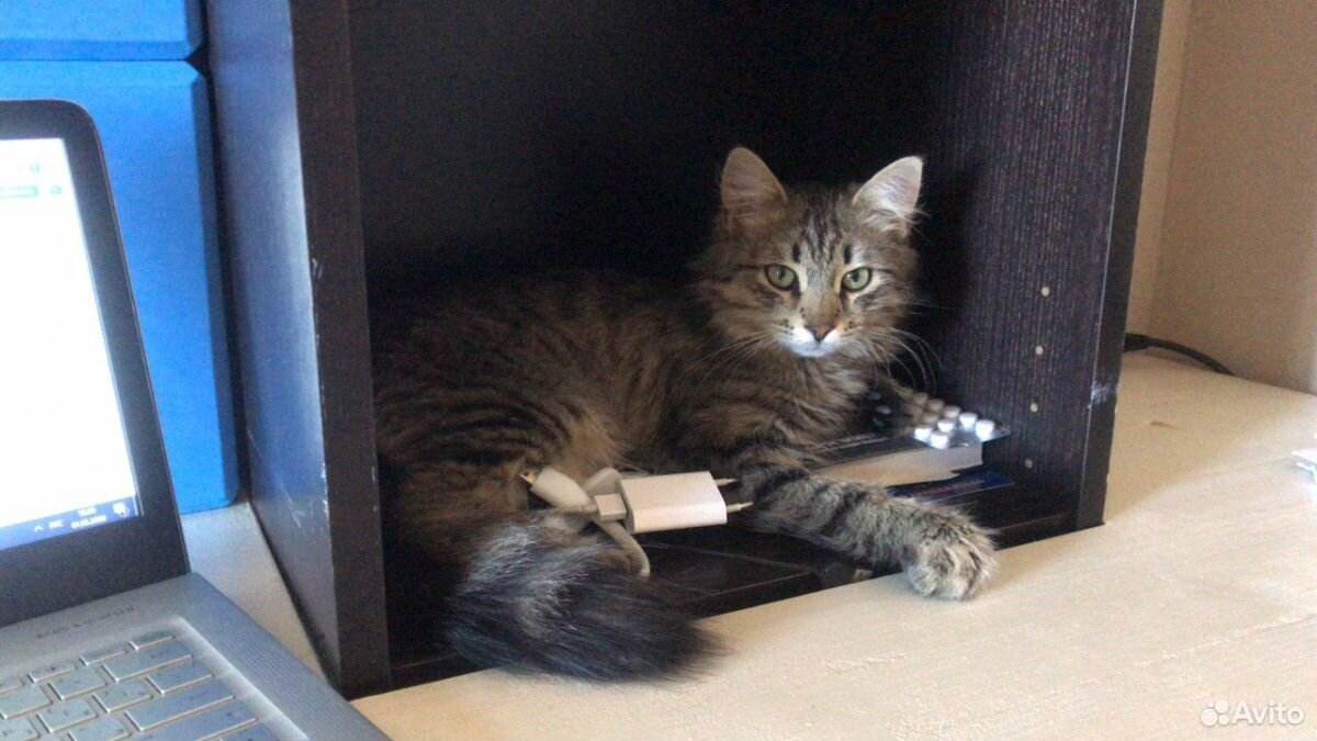 Котенок в дар
