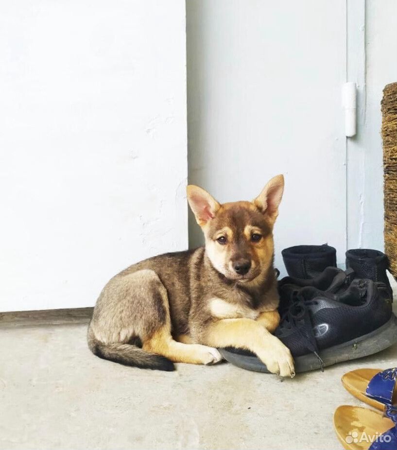 Ищет дом щенок не крупной собачки Бучик