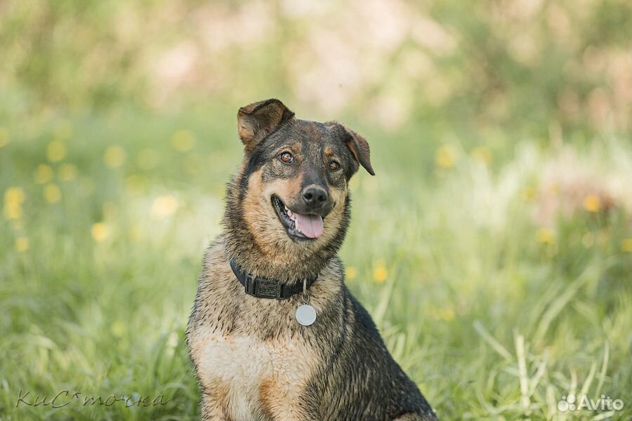 Собачка на охрану вашего дома