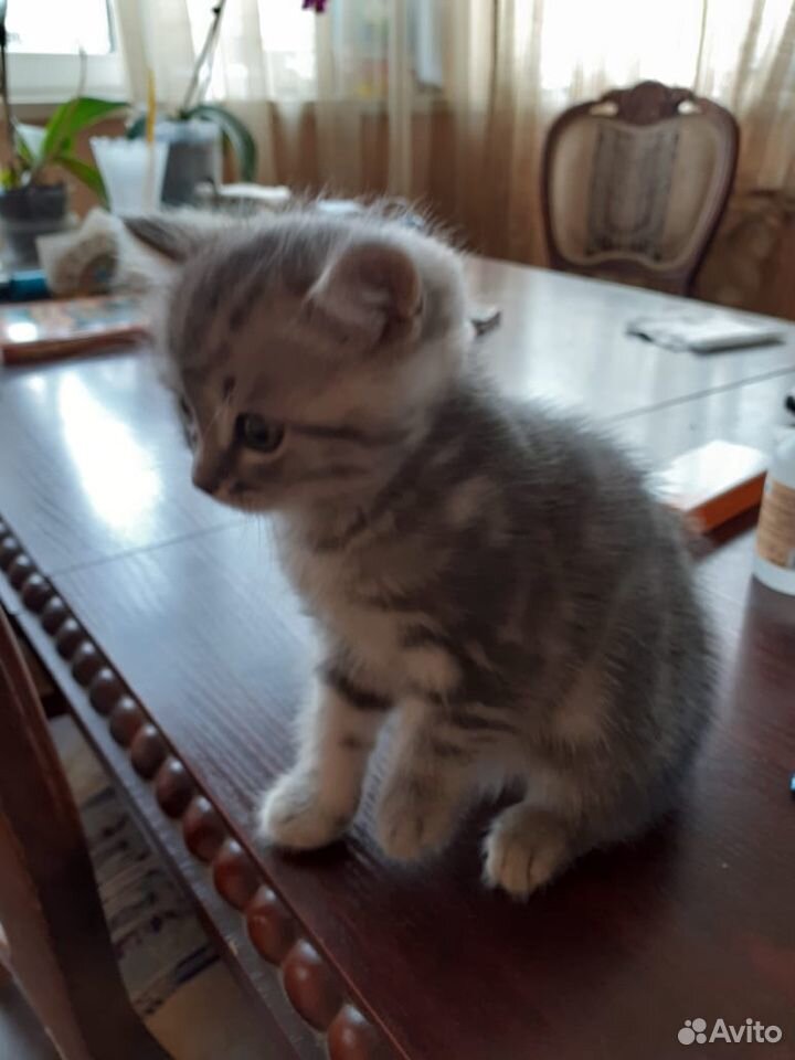 Продаются котята шиншиловые