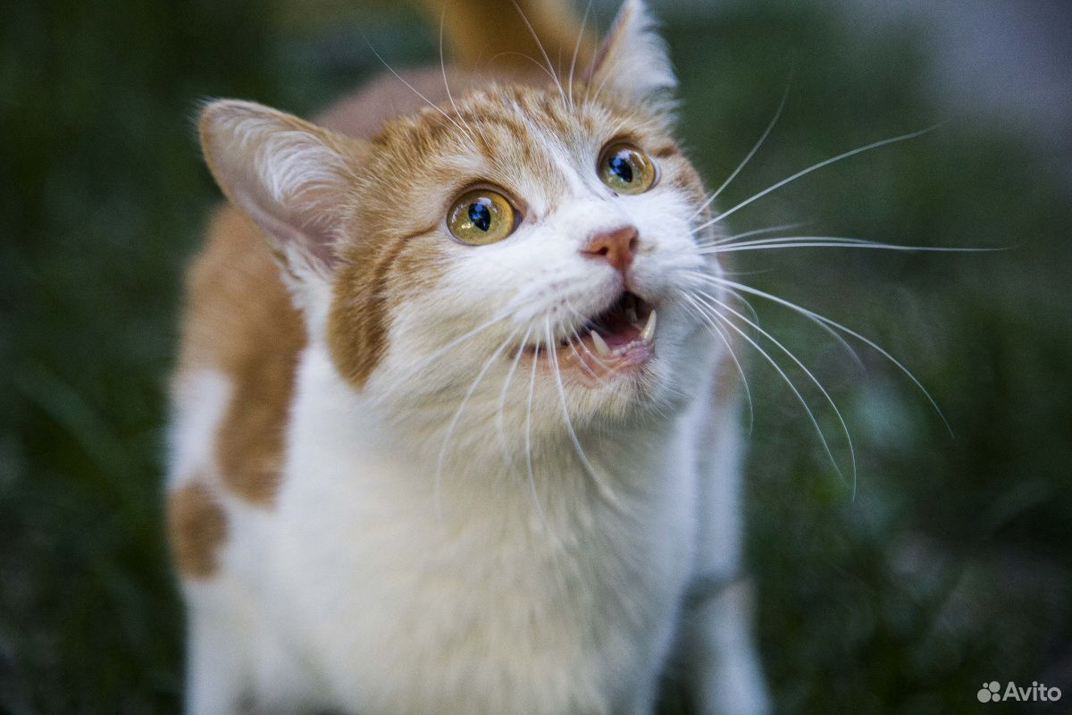 Рыжая кошка-красавица