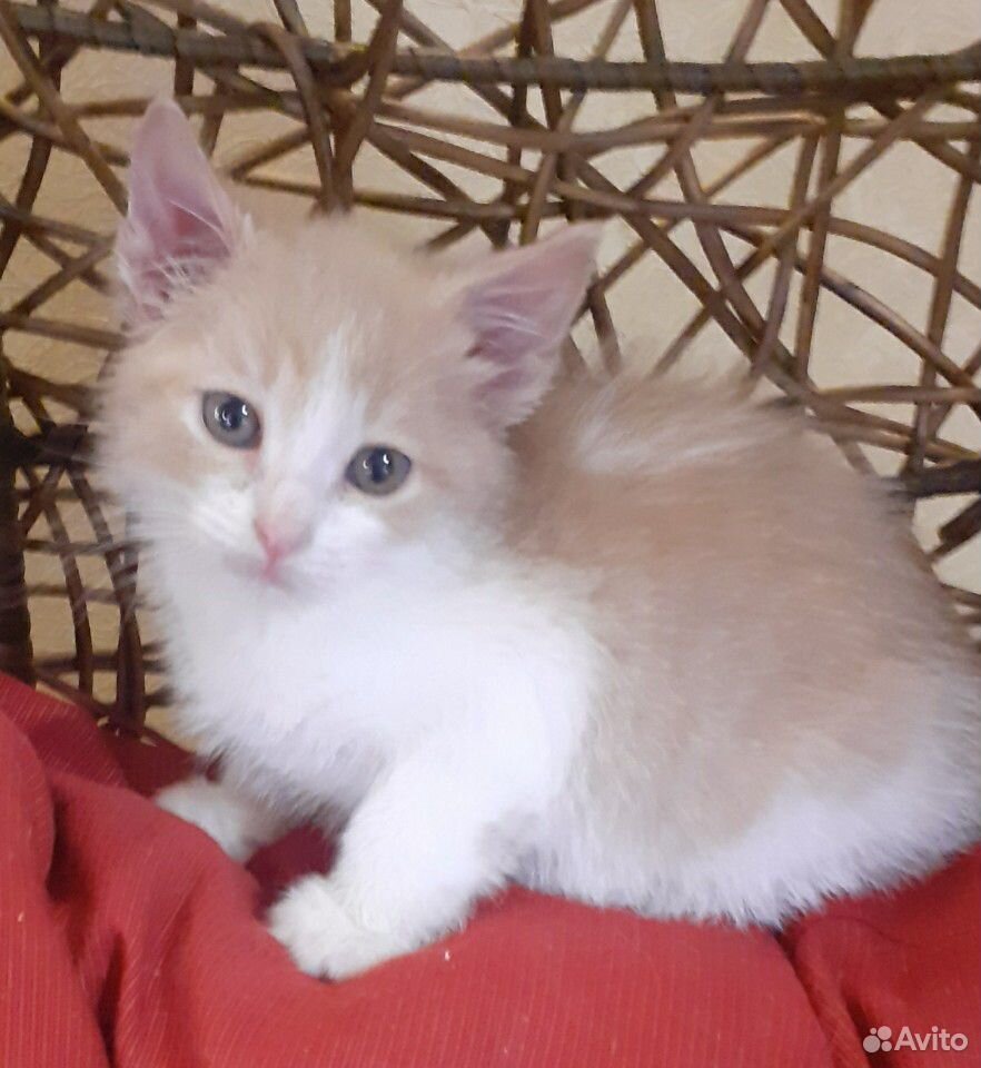 Милашка Милочка ищет дом