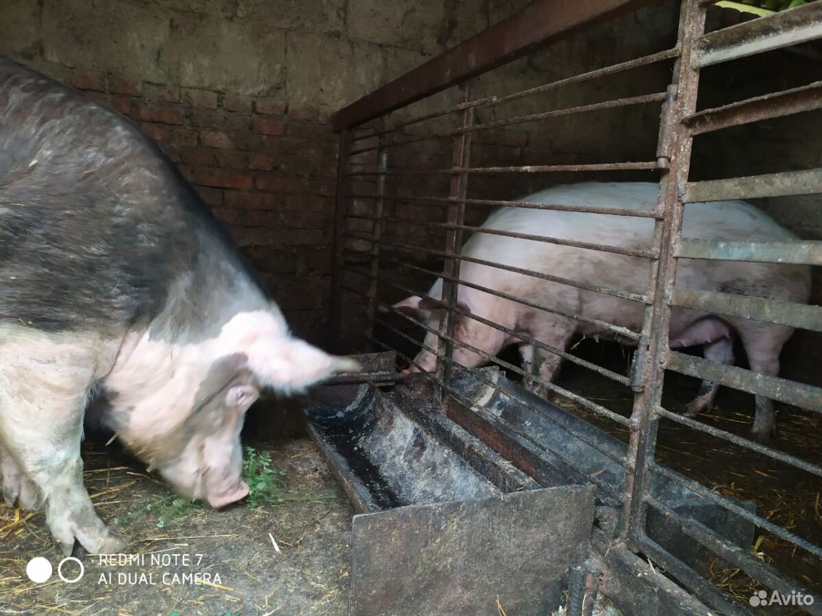 Хряк на племя