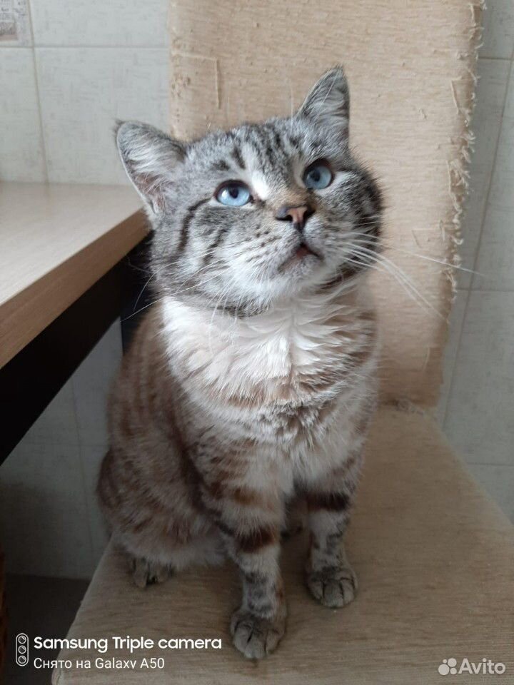 Саймон в надежные руки