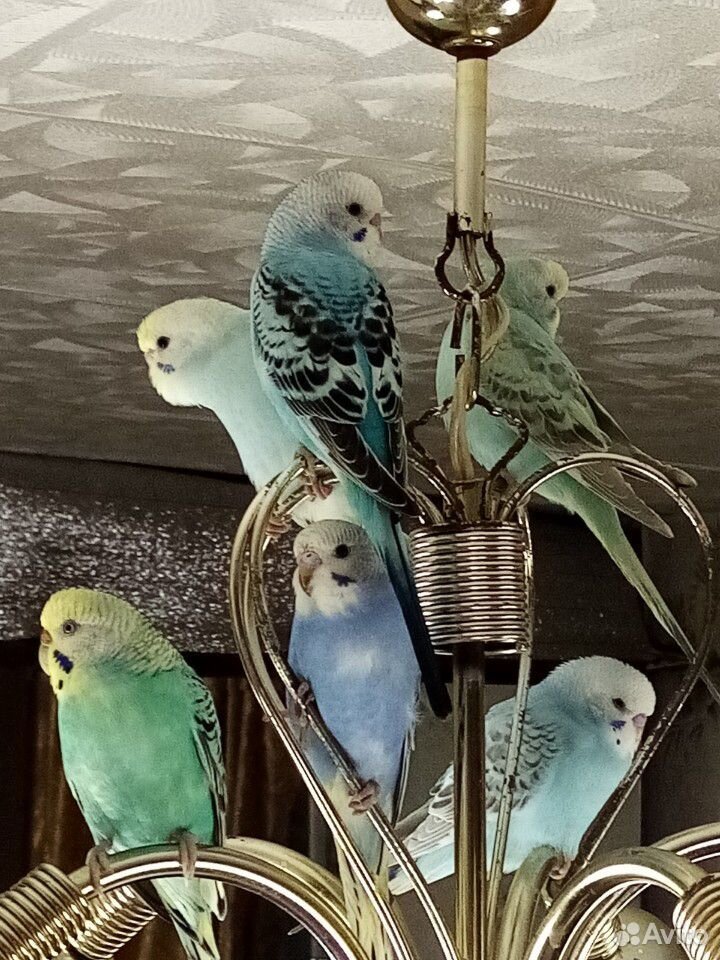 Волнистый попугай птенцы