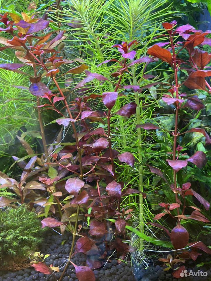 Аквариумное растение Людвигия ред