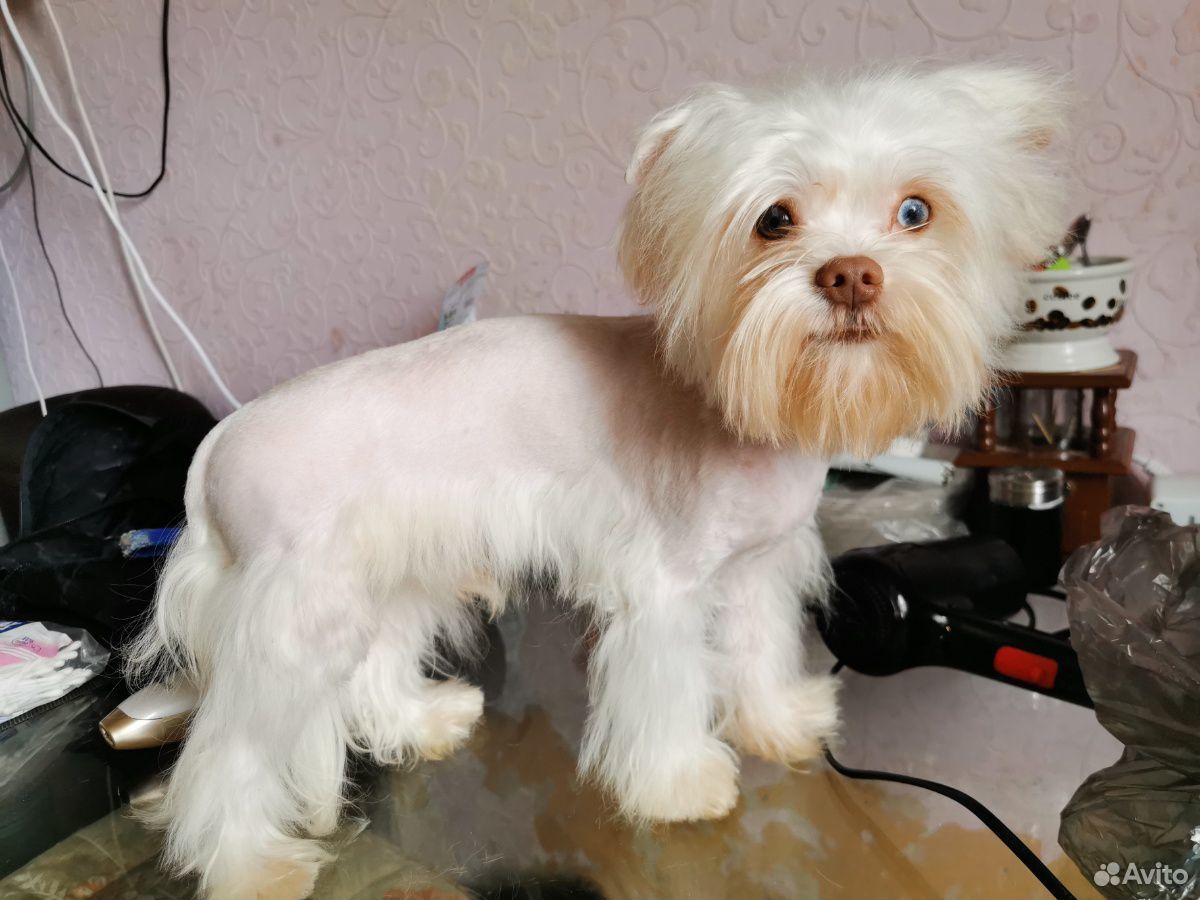 Кобель для вязок