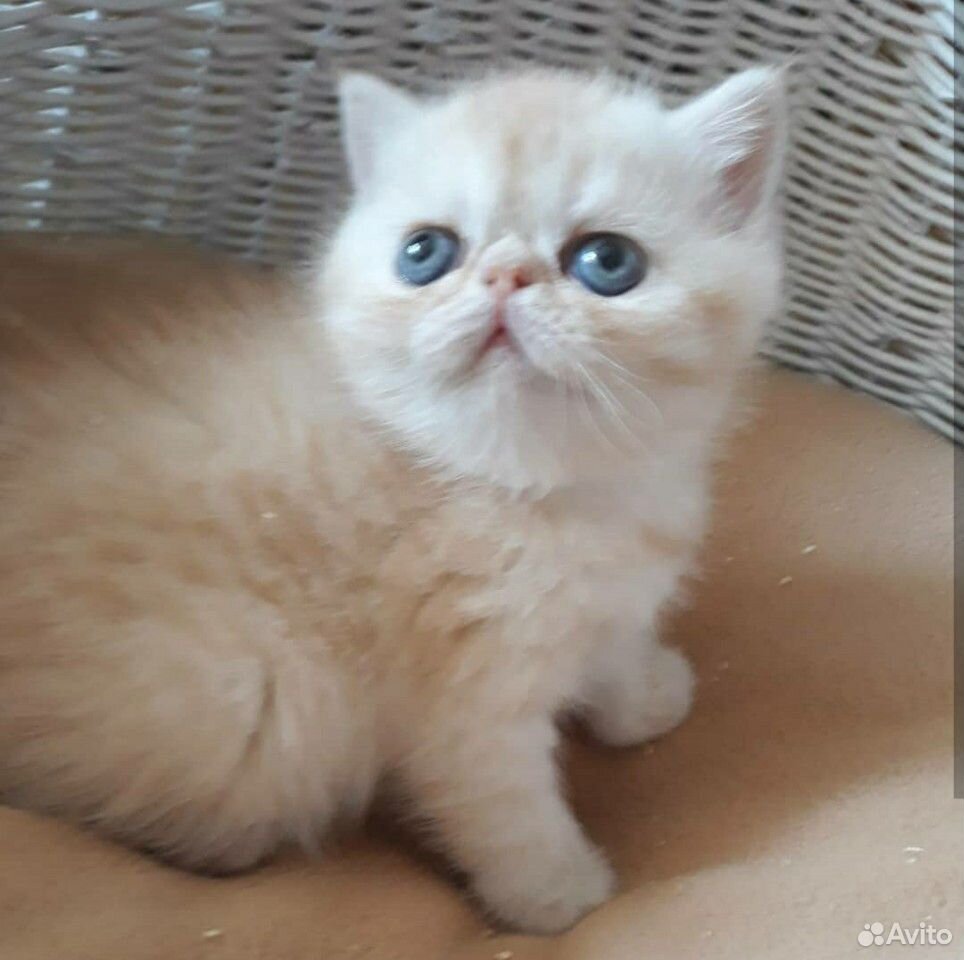 Экзотическая плюшевая девочка