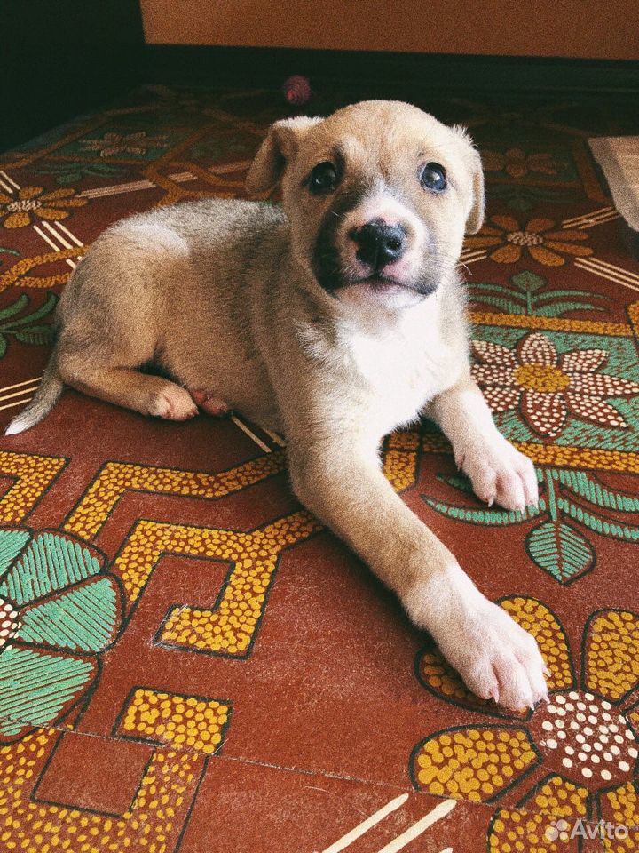 Щенок дворовой породы :)