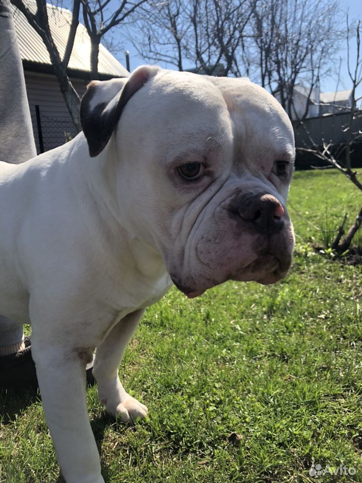 Американский бульдог. Вязка