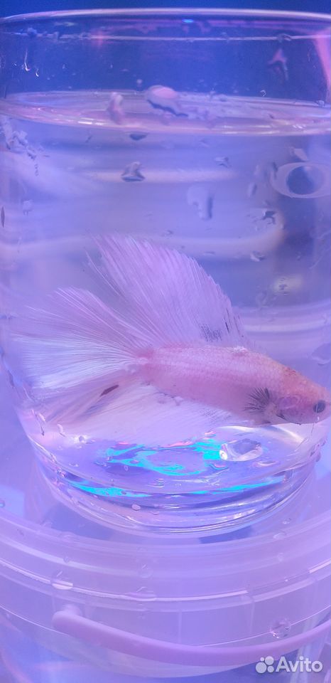 Рыбка петушок двухвостый белый