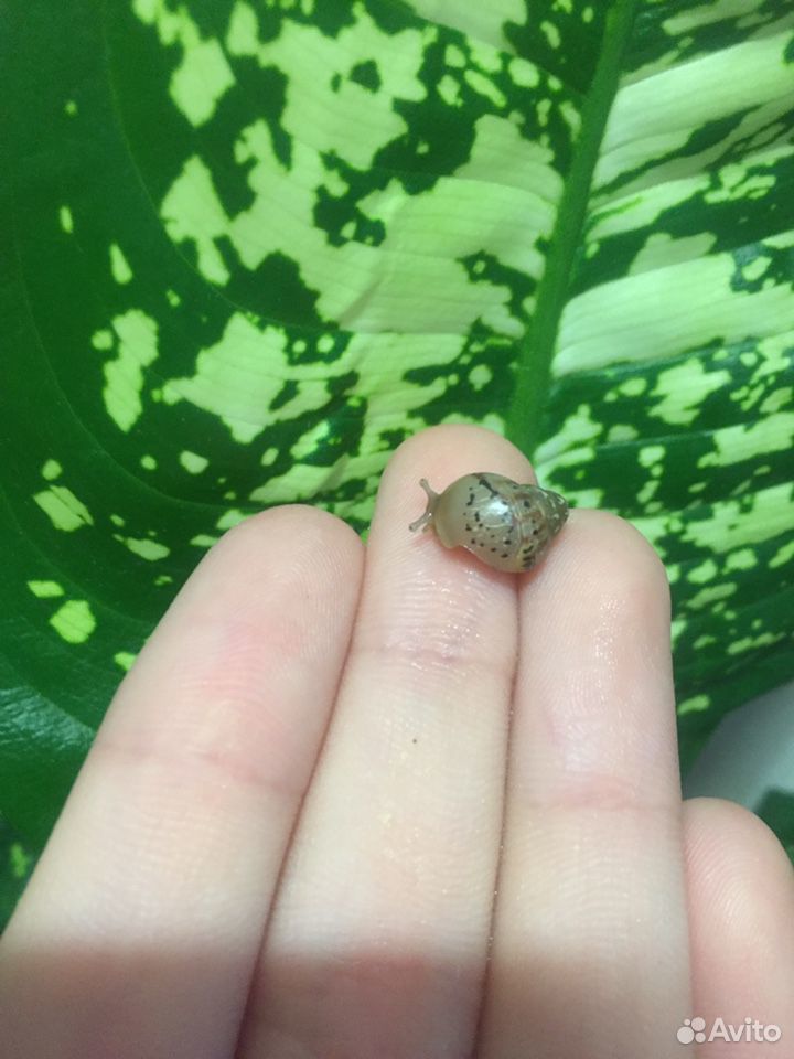 Улитки ахатины