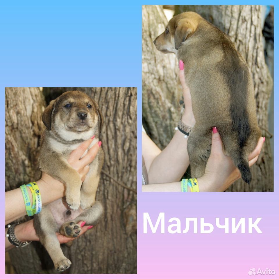 Щенки в хорошие руки