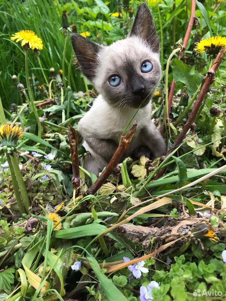 Тайские котята