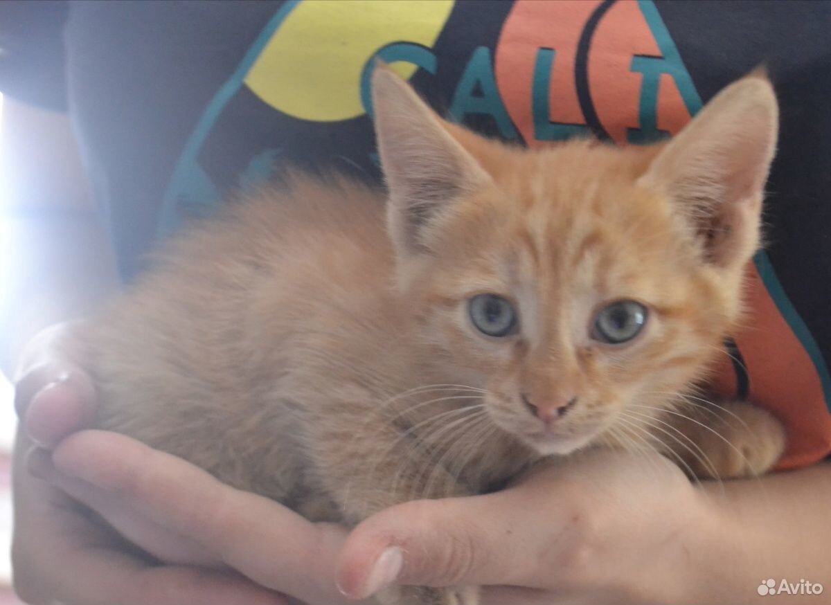 Котенок в добрые руки