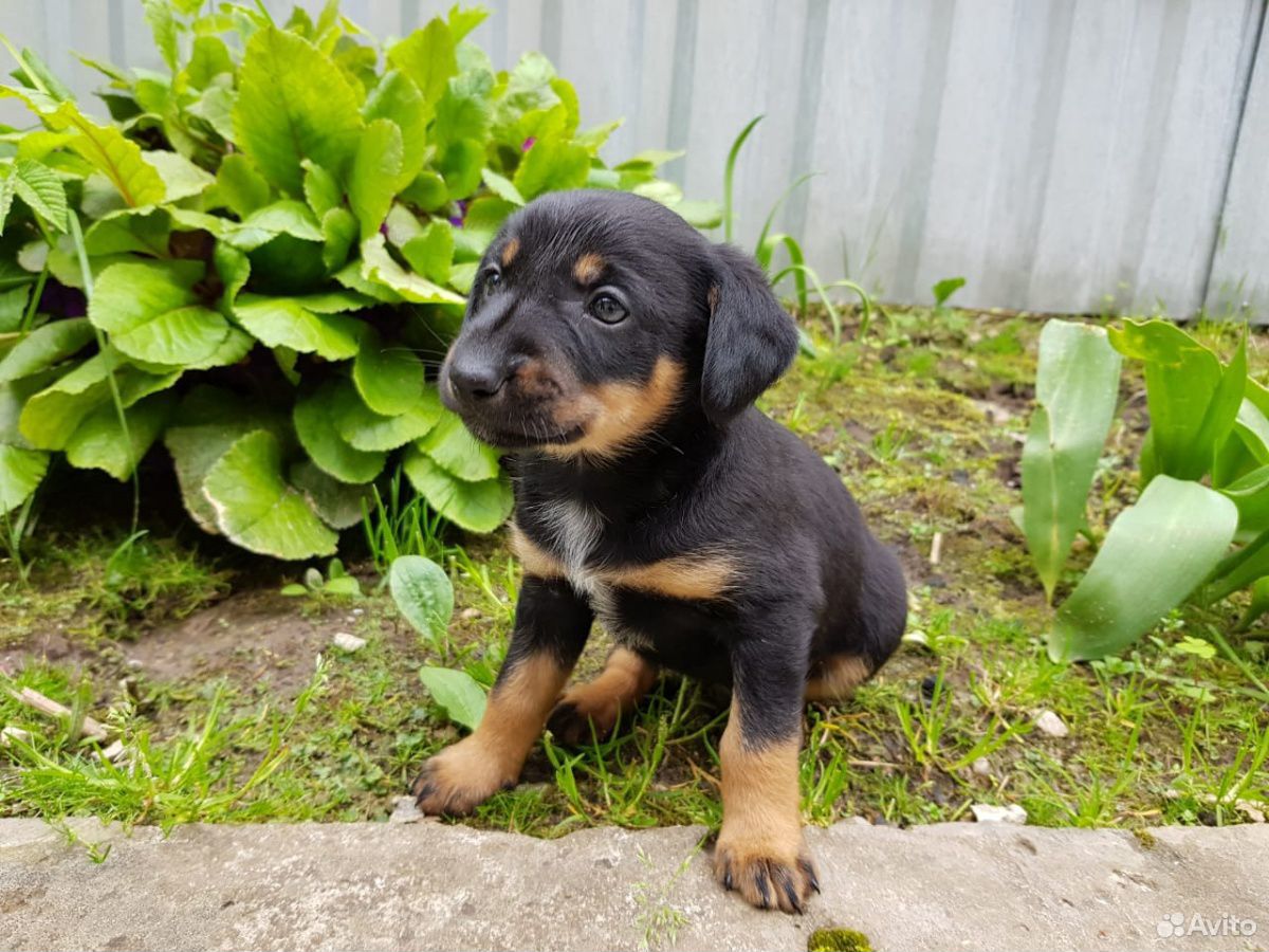 Такса метис