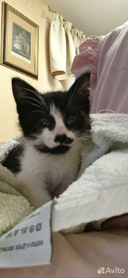 Голубоглазка