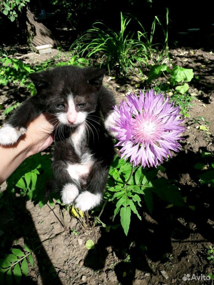 Феликс (котенок мальчик)