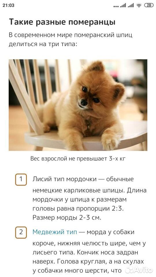 Возьму щенка шпиц