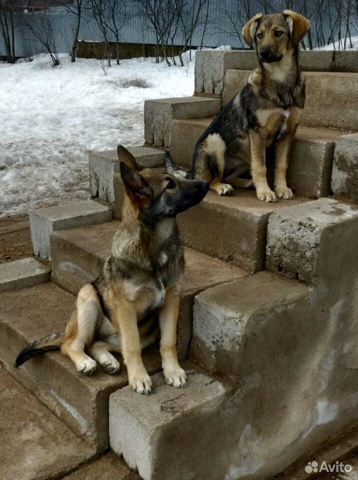Щенки подростки мальчики и девочки