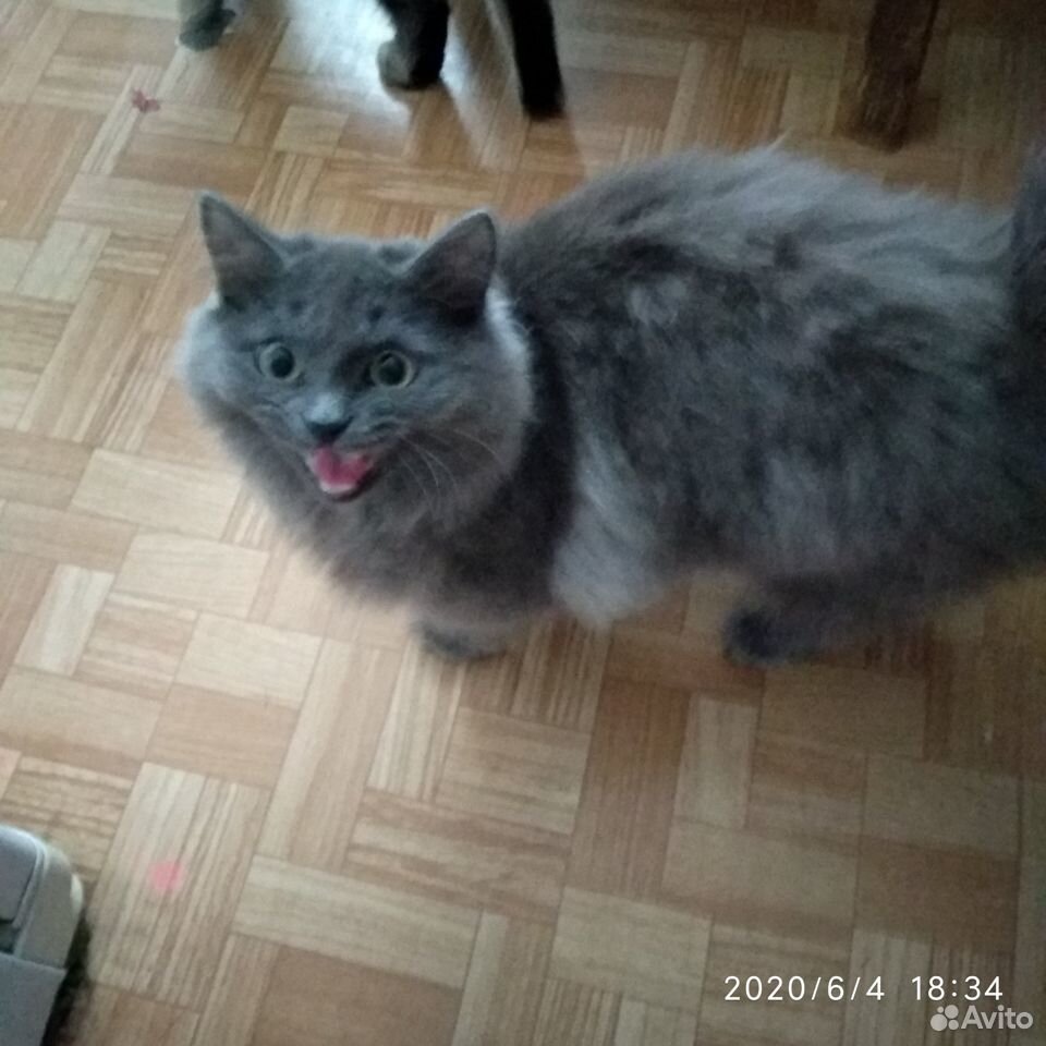 Отдам котика