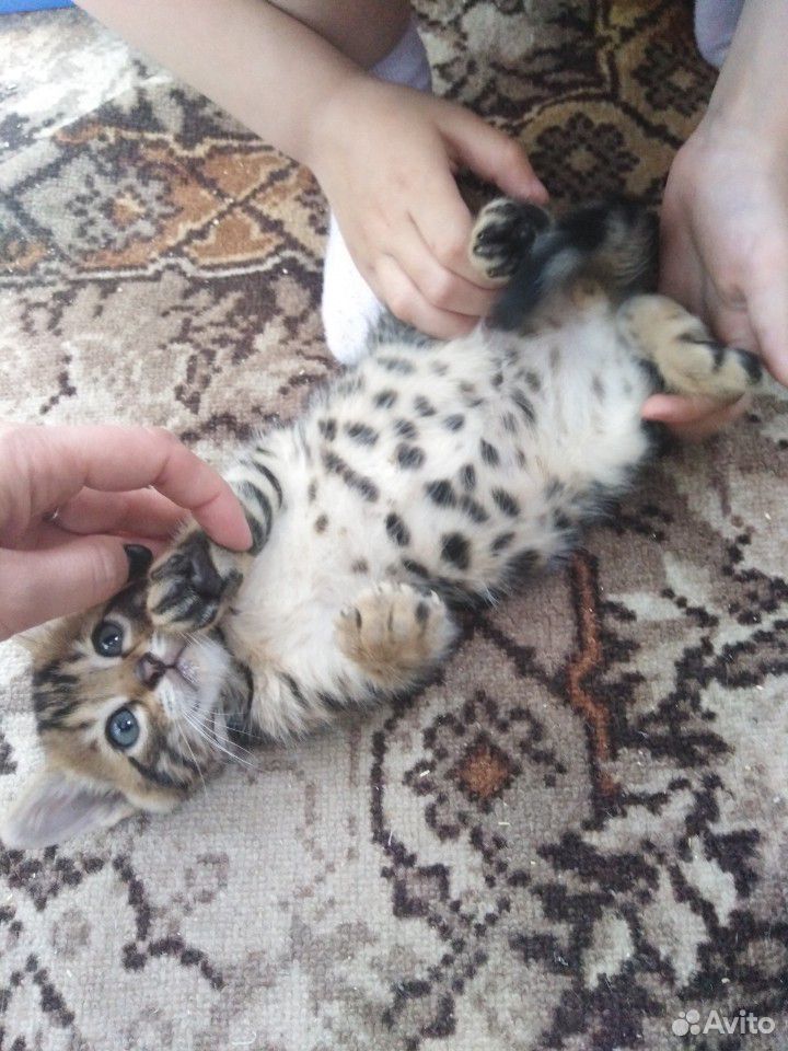 Бенгальские котята