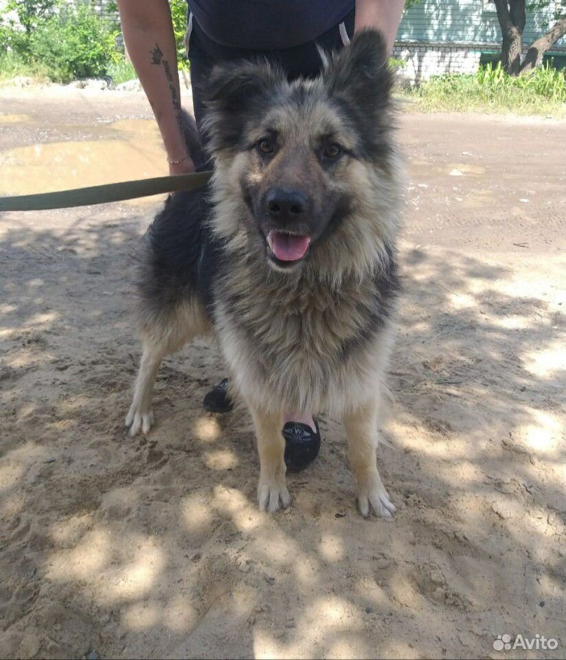 Метис овчарки ищет дом