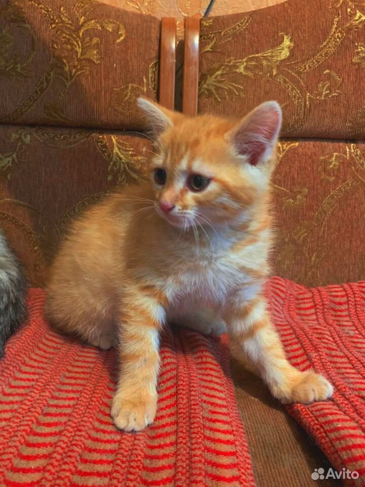 Котенок рыжий, игривый (2х месячные)